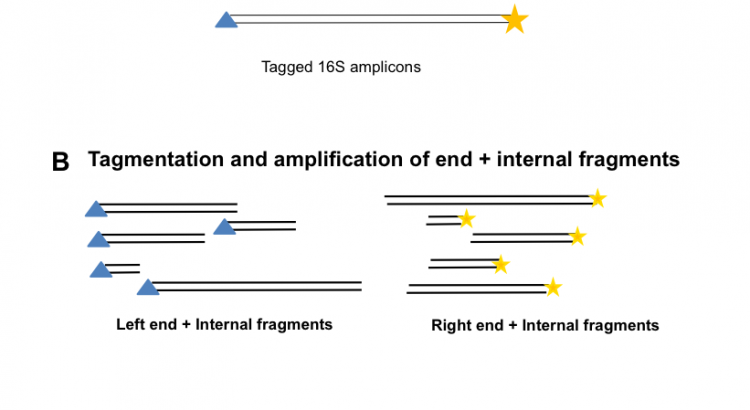 High throughput full length 16S sequencing – microBEnet: the ... High throughput full length 16S sequencing – microBEnet: the ...
