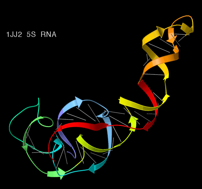 Fact Sheet Ribosomal RNA rRNA The Details MicroBEnet The Fact Sheet Ribosomal RNA rRNA The Details MicroBEnet The